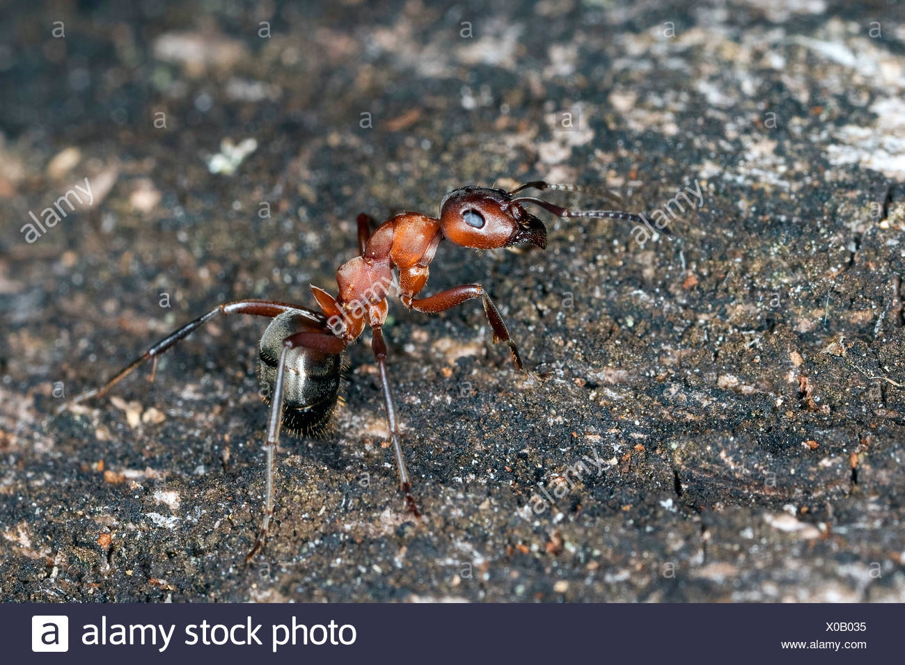 Blood Red Slave Making Ant High Resolution Stock Photography and Images ...