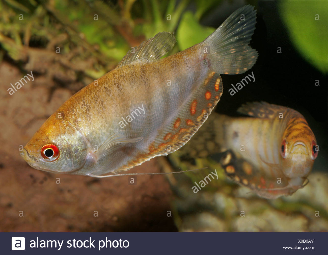 Trichogaster Trichopterus Stock Photos & Trichogaster Trichopterus ...