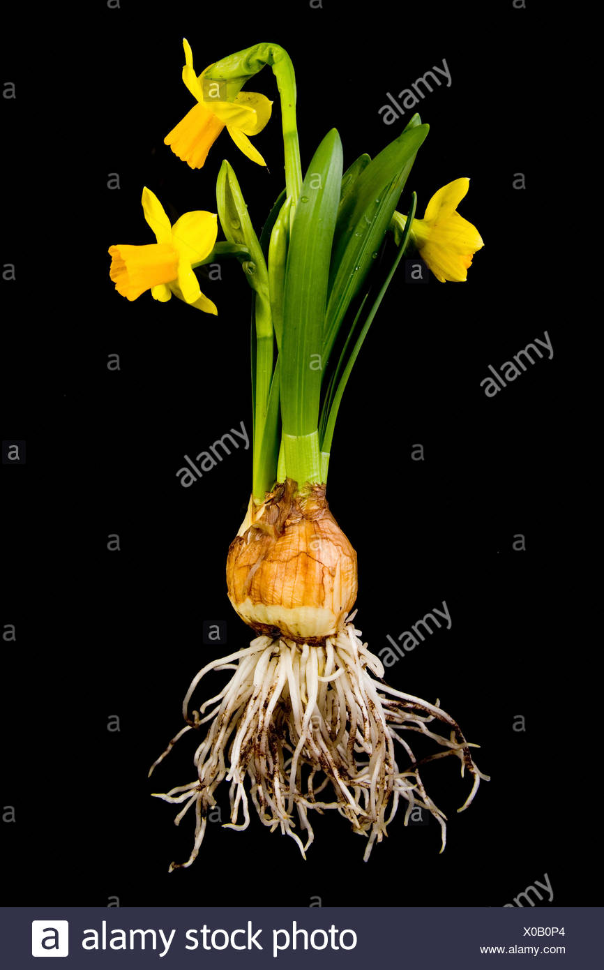 Bulbous With Roots High Resolution Stock Photography and Images - Alamy