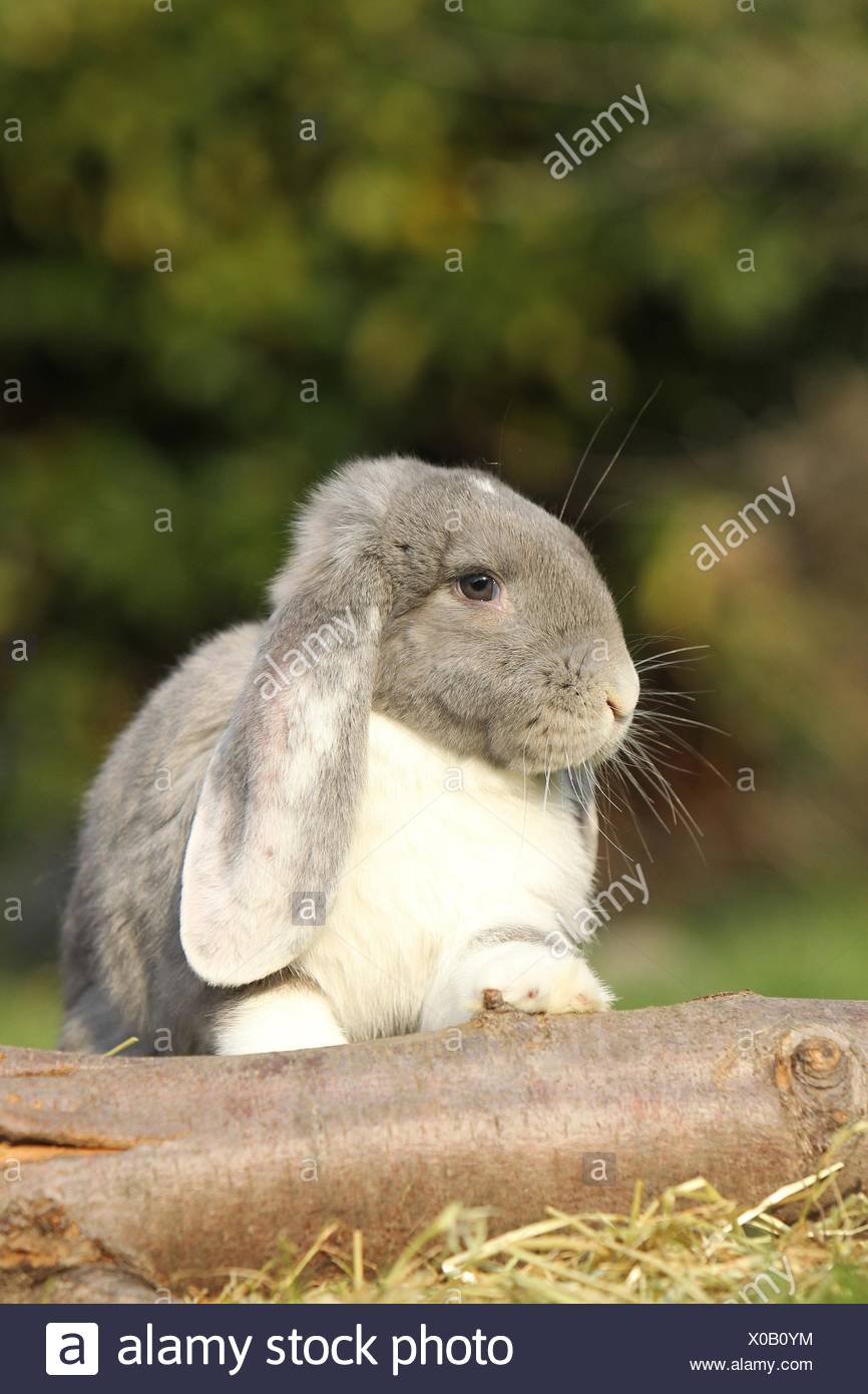 Lop Ear Bunny Stock Photos & Lop Ear Bunny Stock Images - Alamy