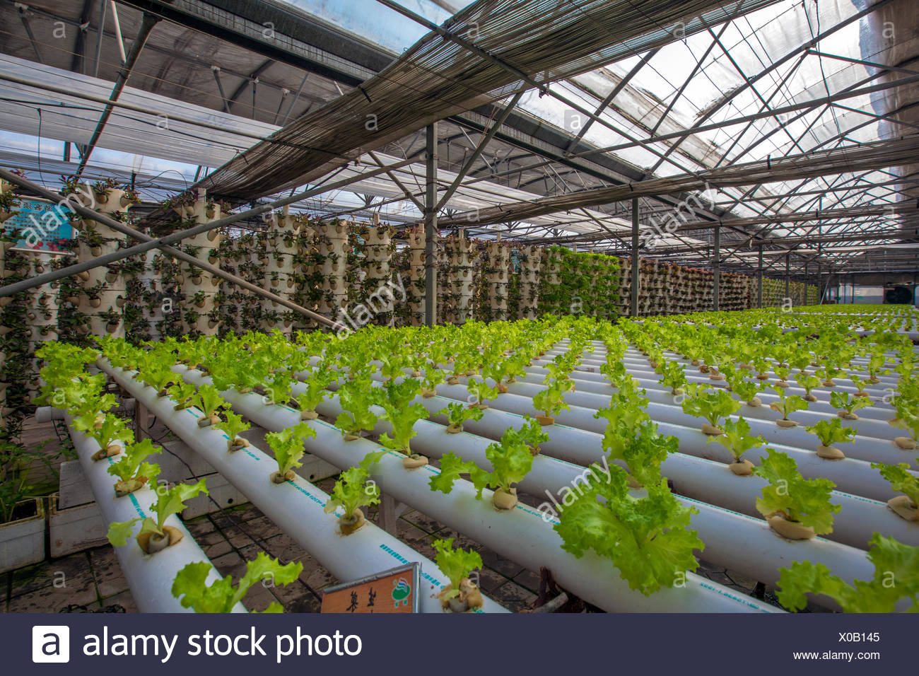 Soilless Stock Photos & Soilless Stock Images - Alamy