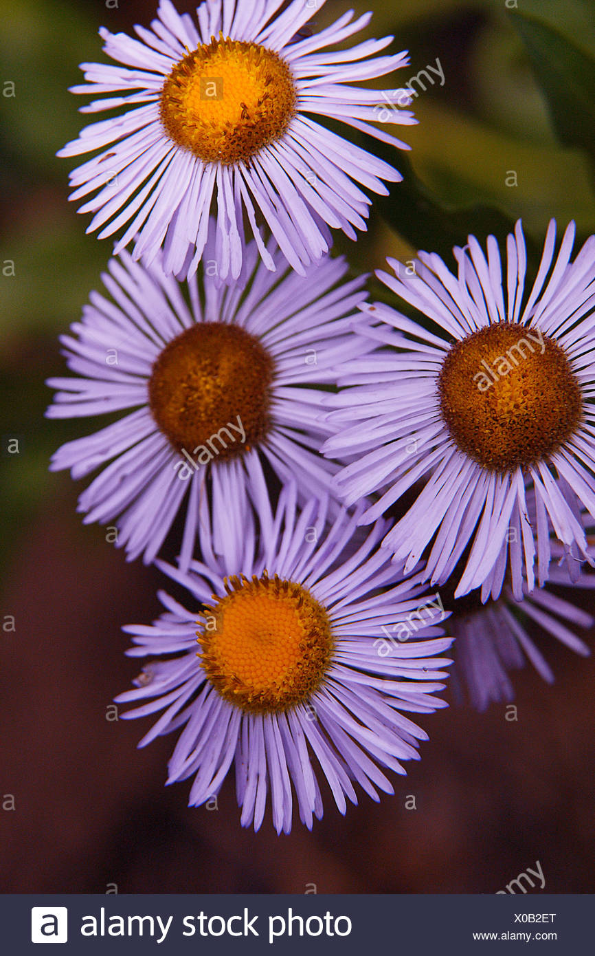 Subalpine Daisy Erigeron Peregrinus High Resolution Stock Photography ...