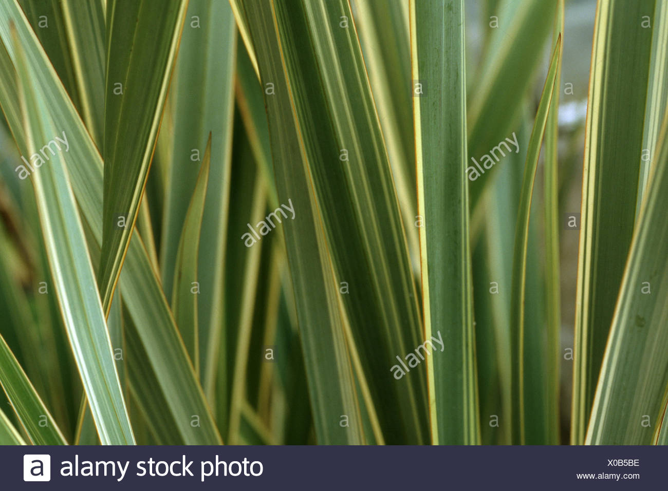 Flax Leaves High Resolution Stock Photography and Images - Alamy