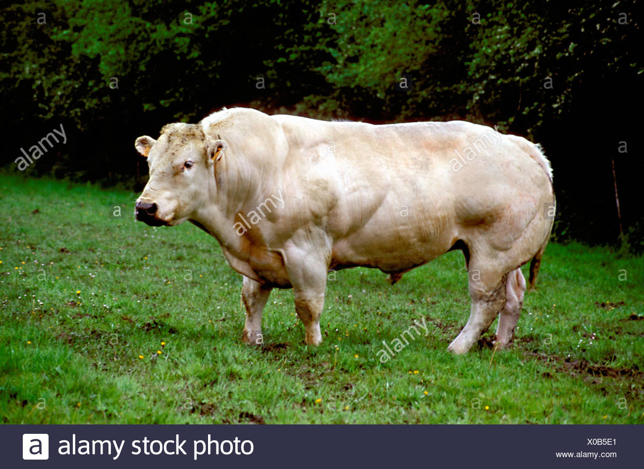 Muscle Build High Resolution Stock Photography and Images - Alamy