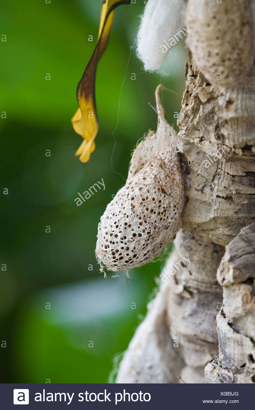 Emperor Moth Cocoon Stock Photos & Emperor Moth Cocoon Stock Images - Alamy