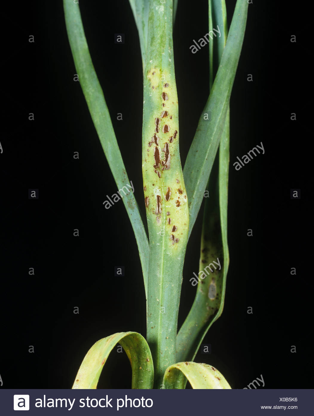 Carnation Fungus Stock Photos & Carnation Fungus Stock Images - Alamy