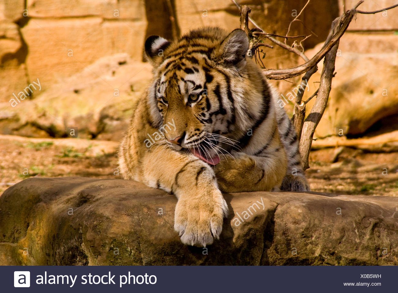 Tiger Claws High Resolution Stock Photography and Images - Alamy