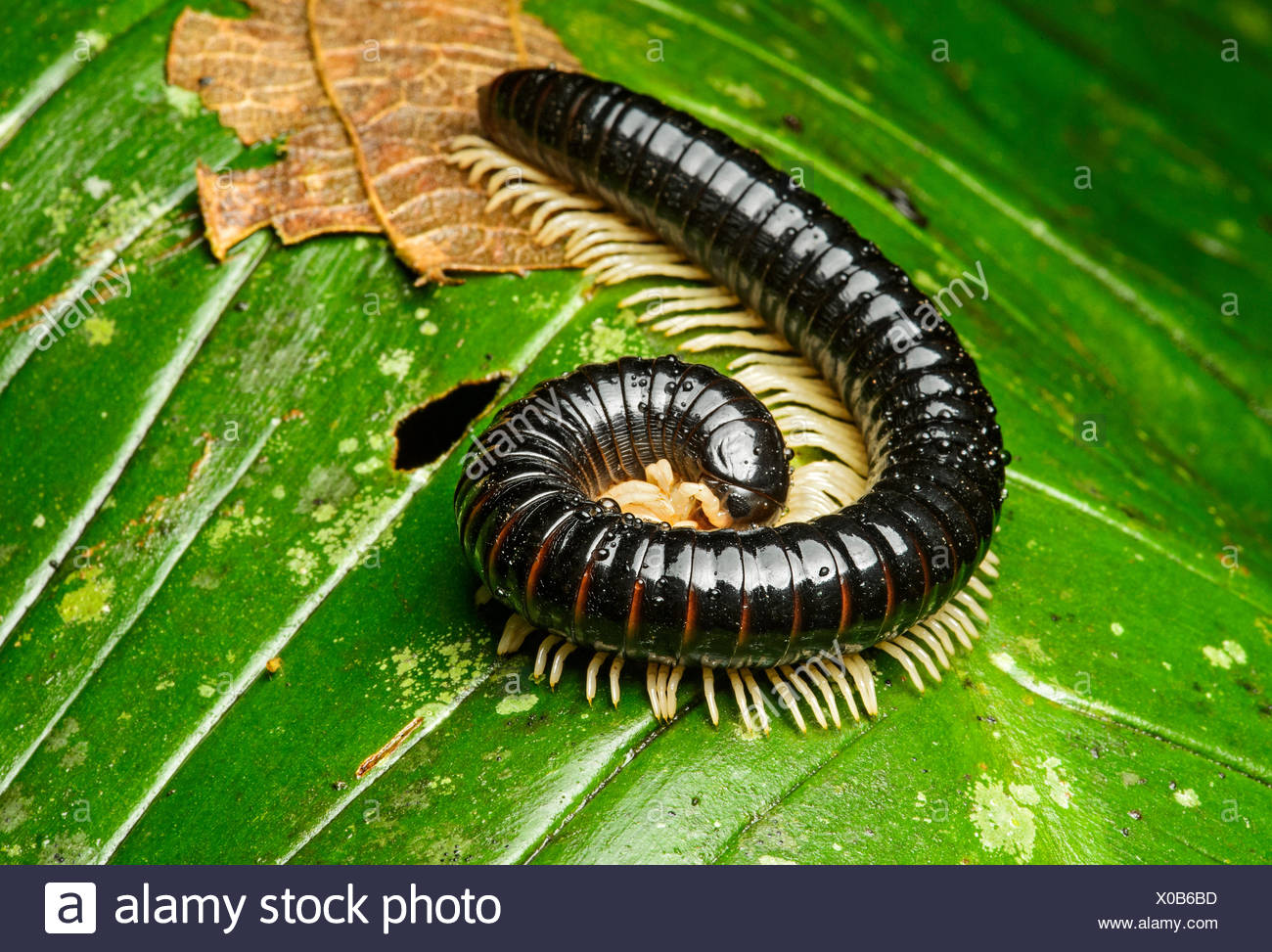 Myriapoda High Resolution Stock Photography and Images - Alamy