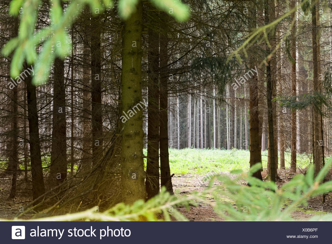 Secluded Glade High Resolution Stock Photography and Images - Alamy