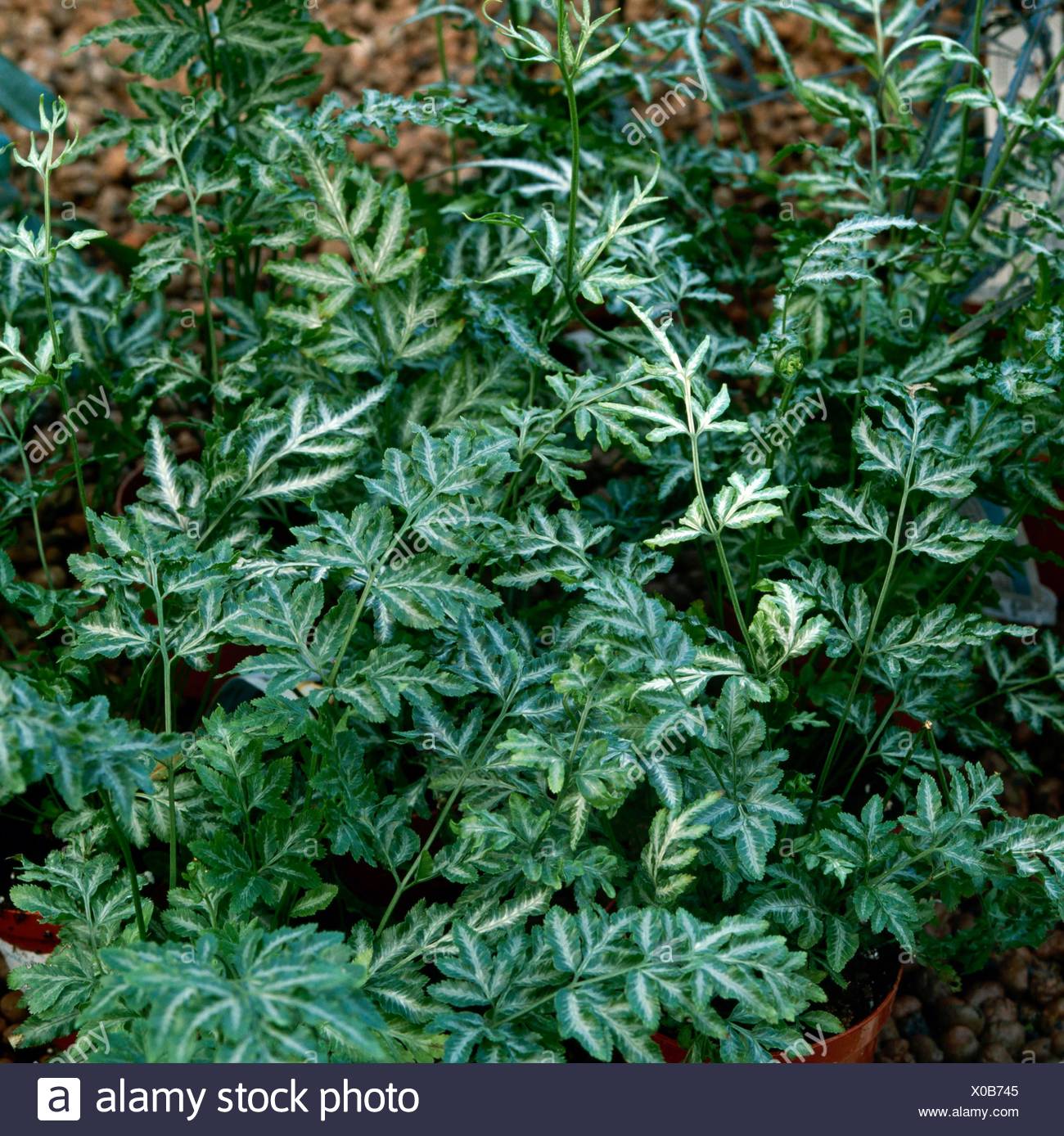 Pteris High Resolution Stock Photography and Images - Alamy