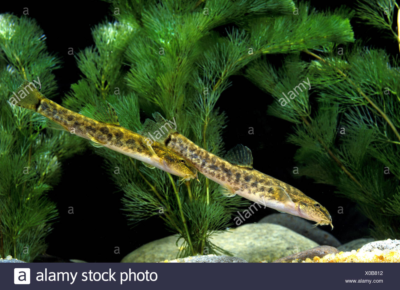 Cobitis Taenia Taenia High Resolution Stock Photography and Images - Alamy