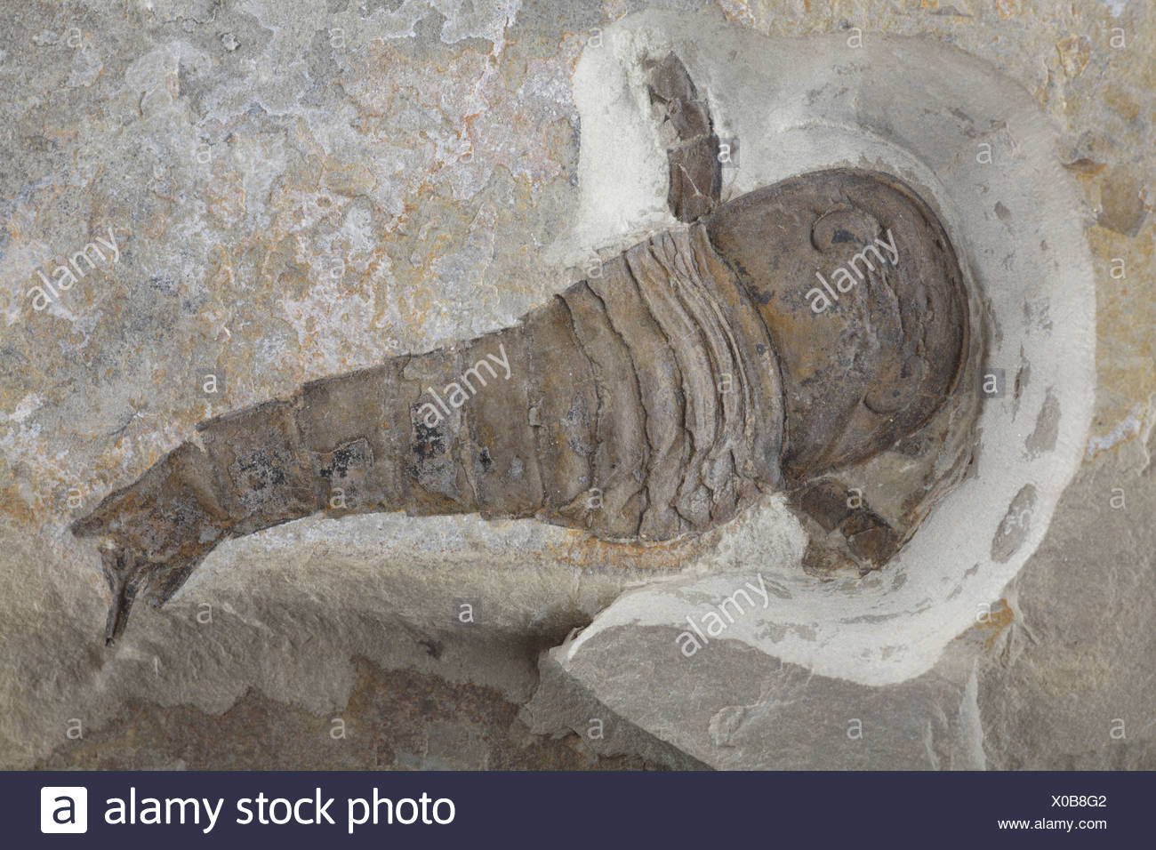 Eurypterus Or Eurypterid Or Pterygotus High Resolution Stock ...