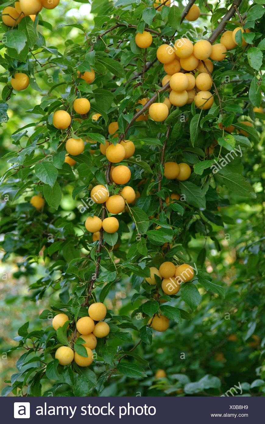 Myrobalan Stock Photos & Myrobalan Stock Images - Alamy