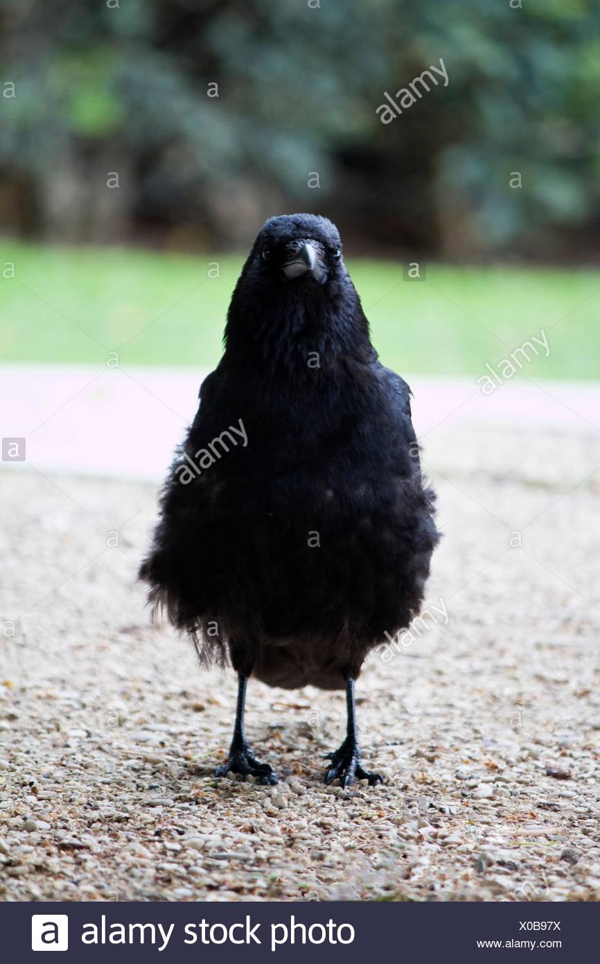 Front View Black Crow High Resolution Stock Photography and Images - Alamy