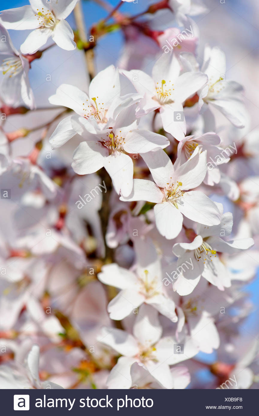 Prunus Pendula High Resolution Stock Photography and Images - Alamy