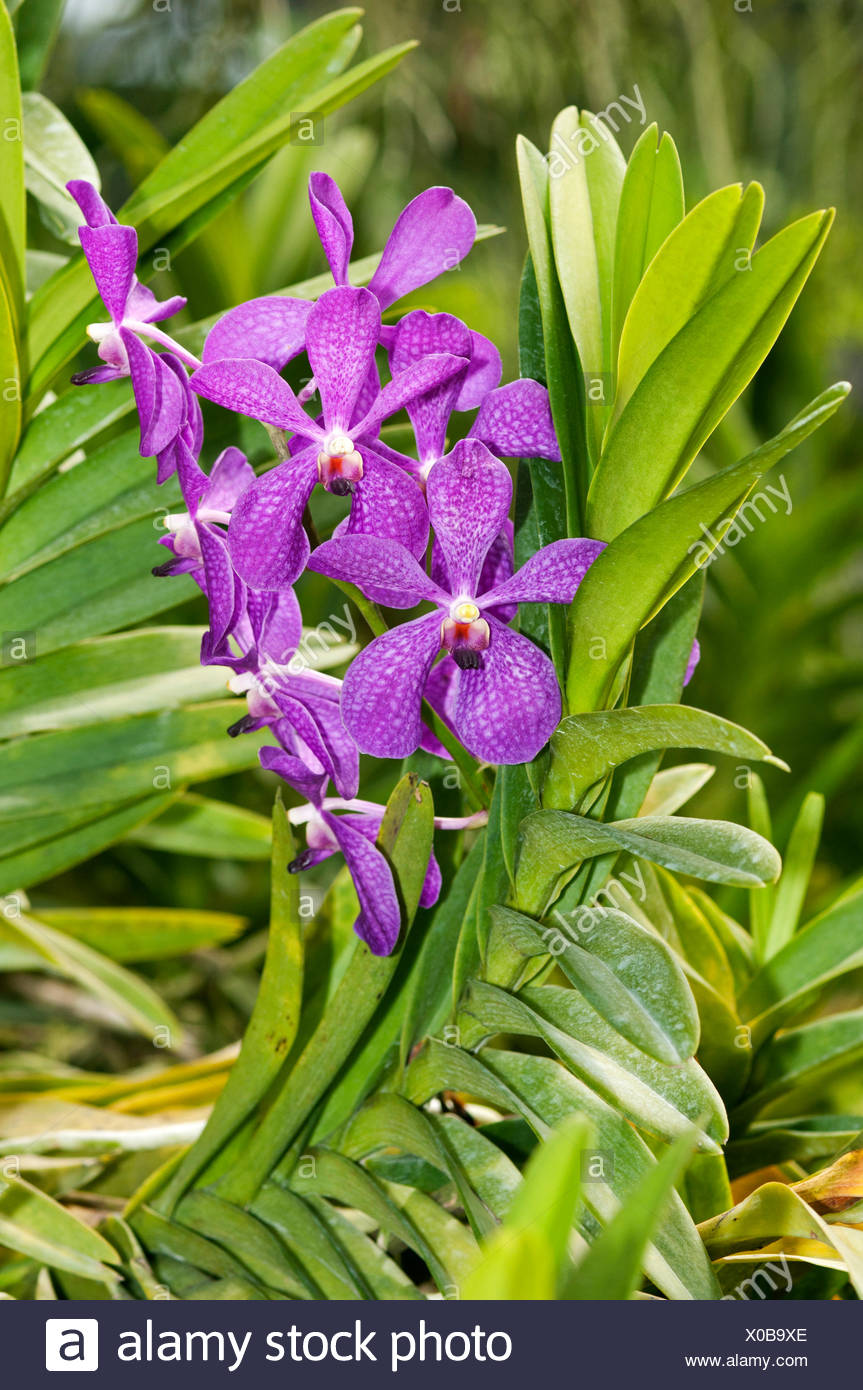 Mokara Orchid High Resolution Stock Photography and Images - Alamy