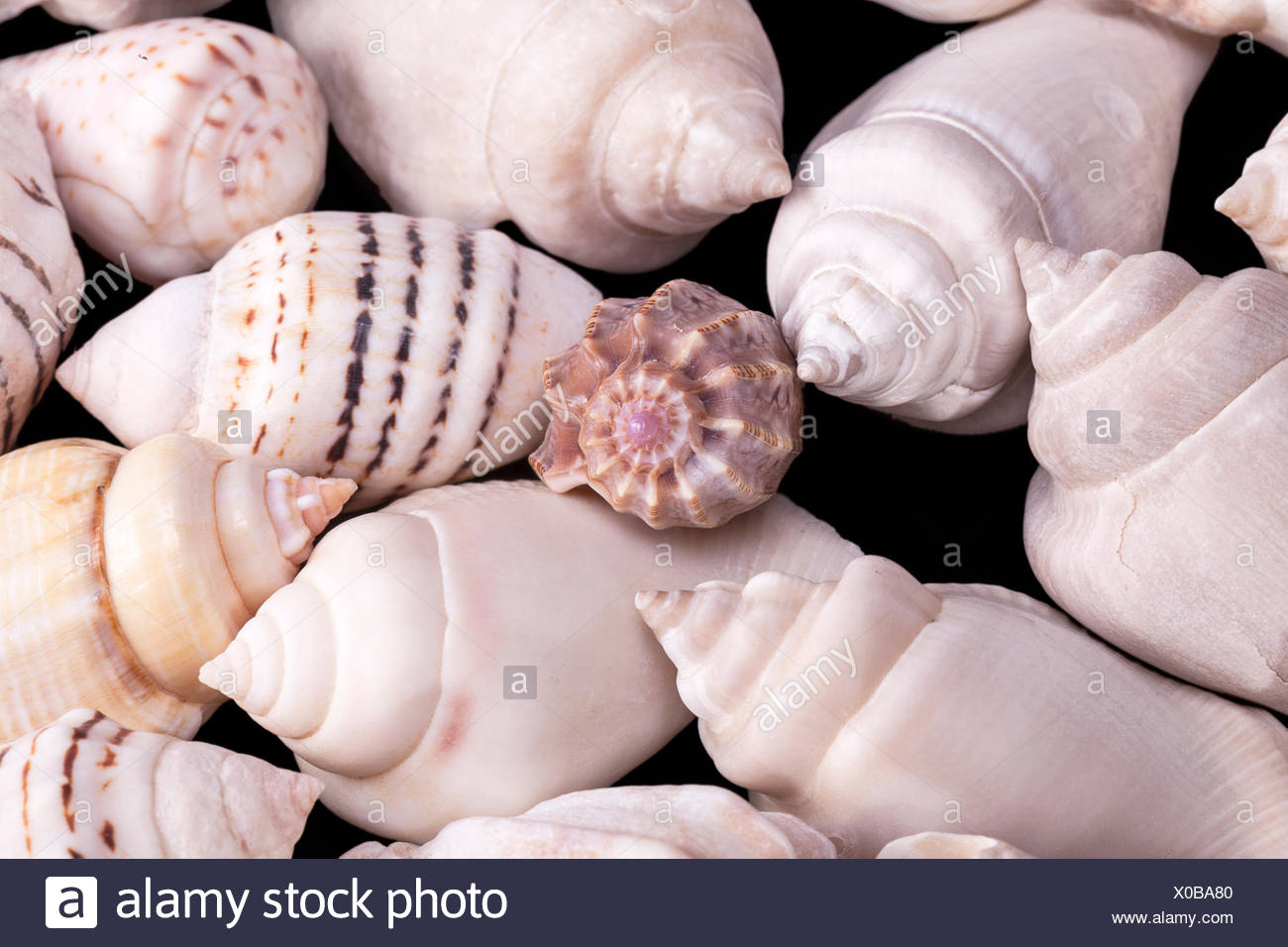 Kinds Of Sea Shells High Resolution Stock Photography and Images - Alamy