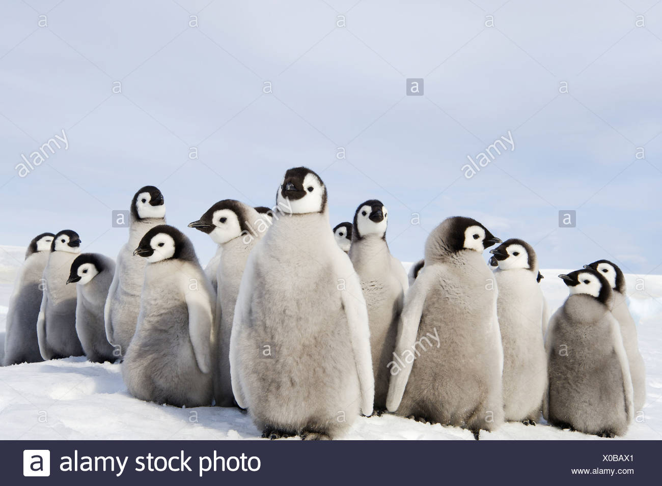 Group Breeding In Colony High Resolution Stock Photography and Images ...