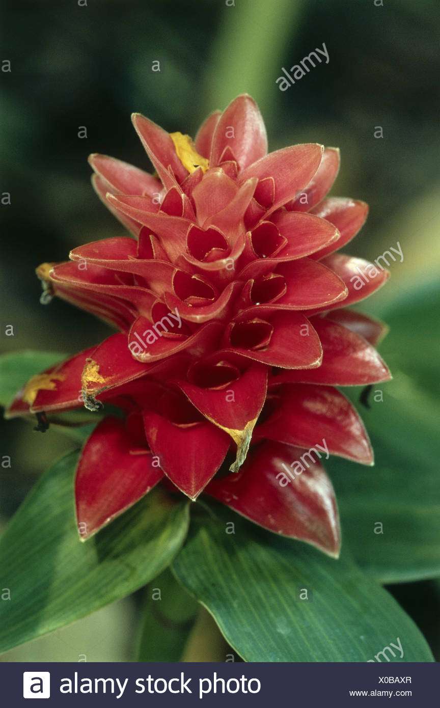Zingiberales High Resolution Stock Photography and Images - Alamy