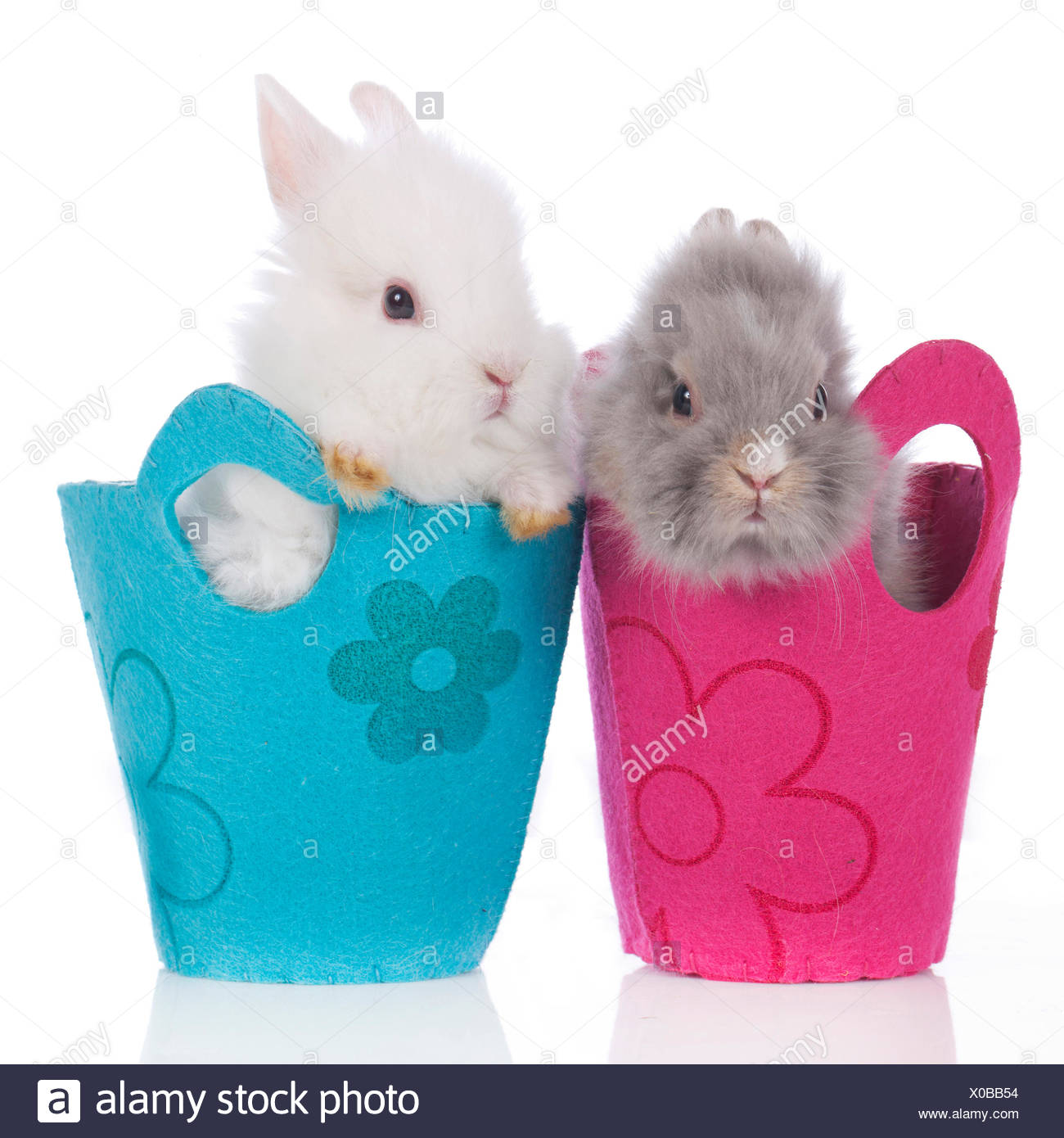Red Bunnies High Resolution Stock Photography and Images - Alamy