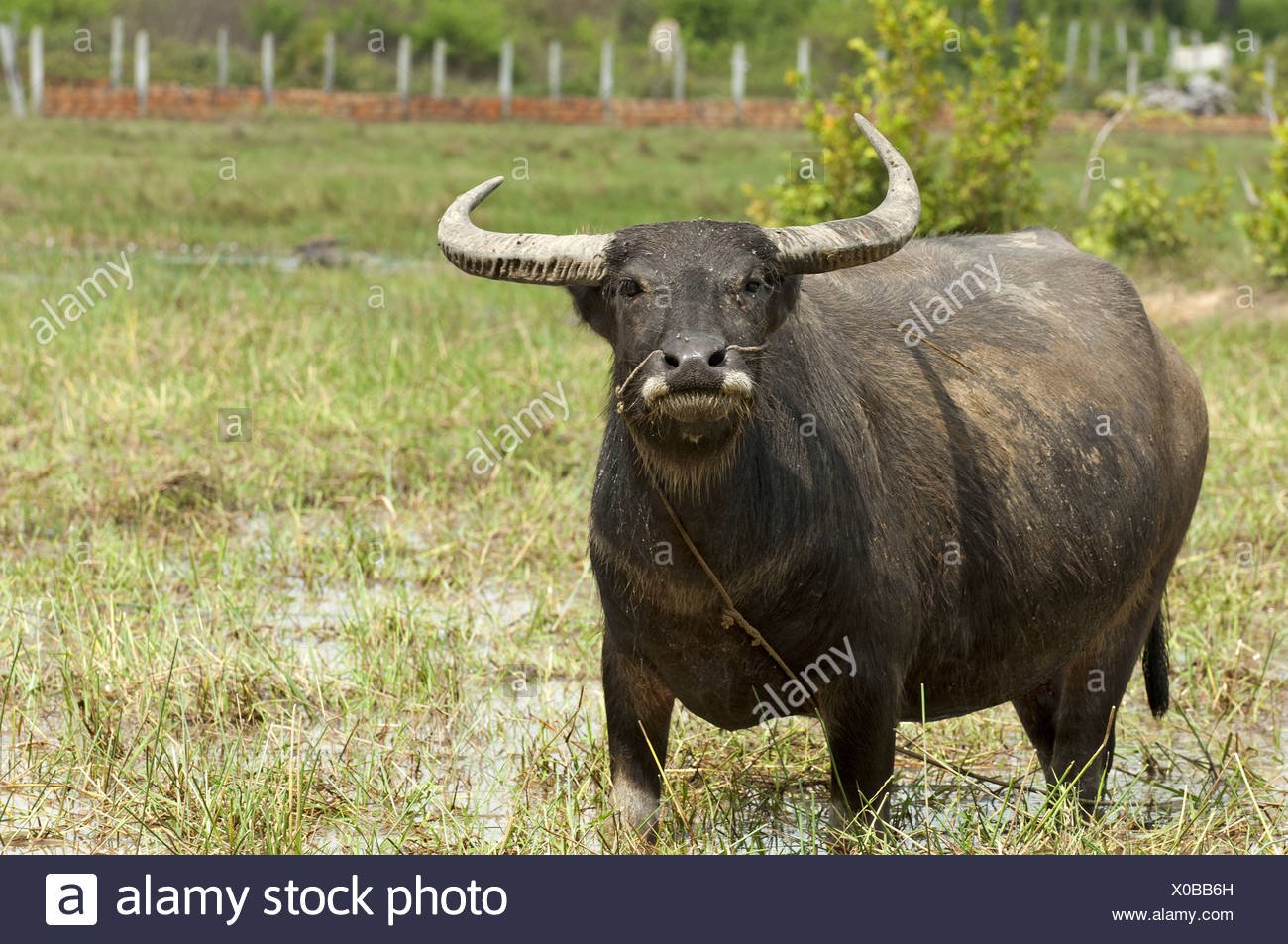 Female Water Buffalo High Resolution Stock Photography and Images - Alamy