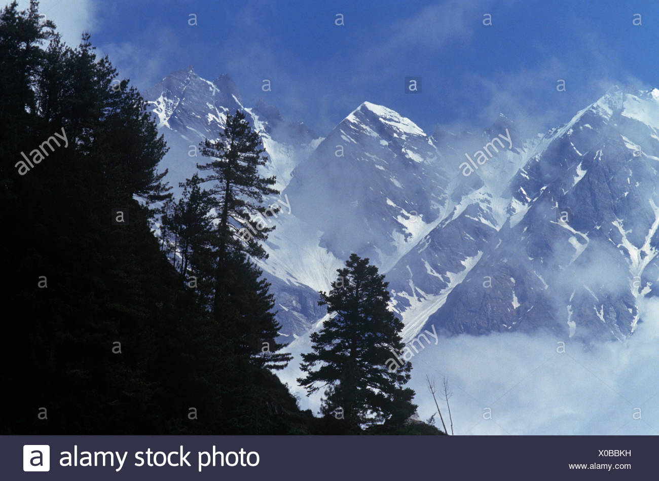 Api Stock Photos & Api Stock Images - Alamy