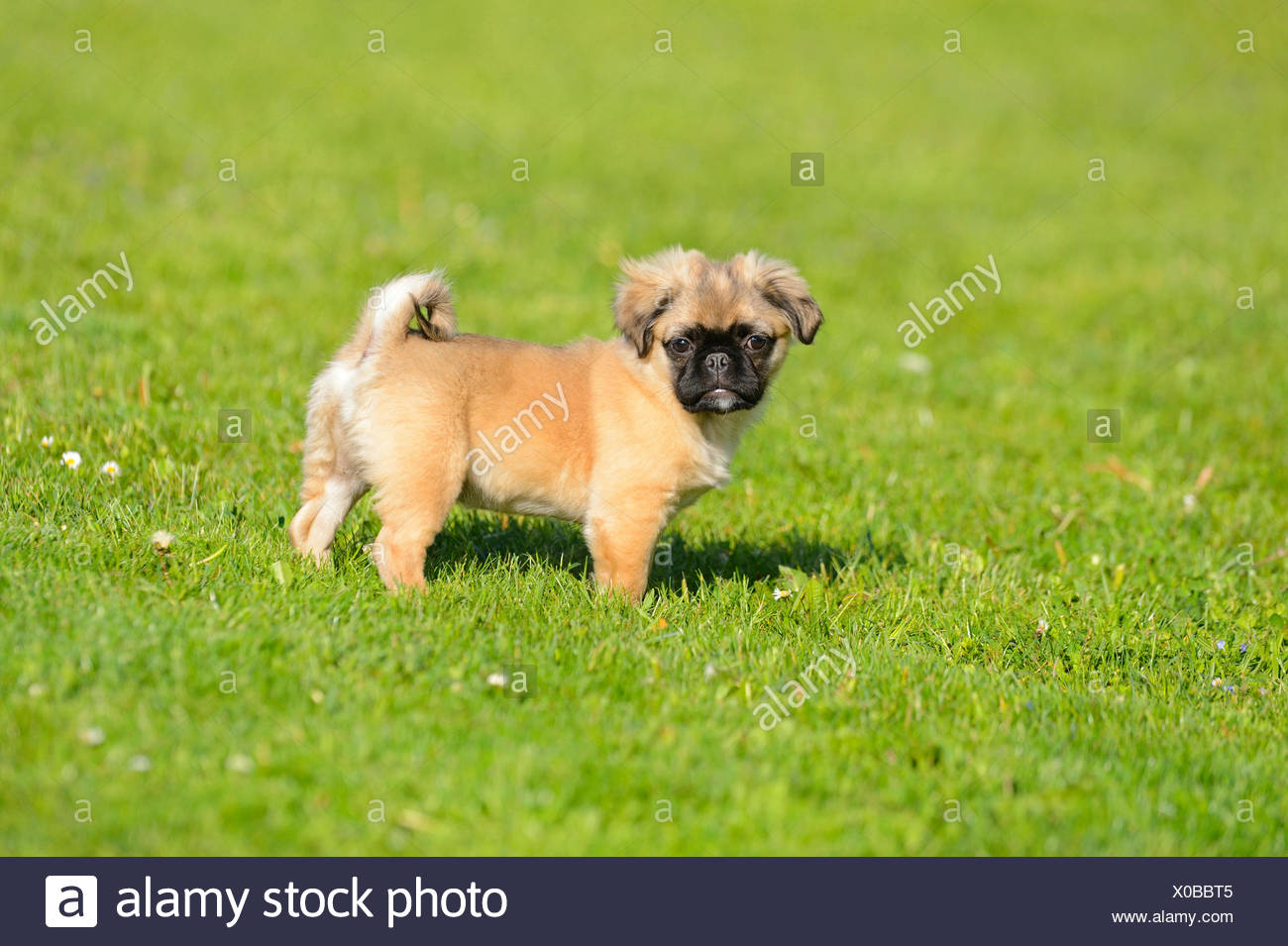 Chug Chug High Resolution Stock Photography and Images - Alamy