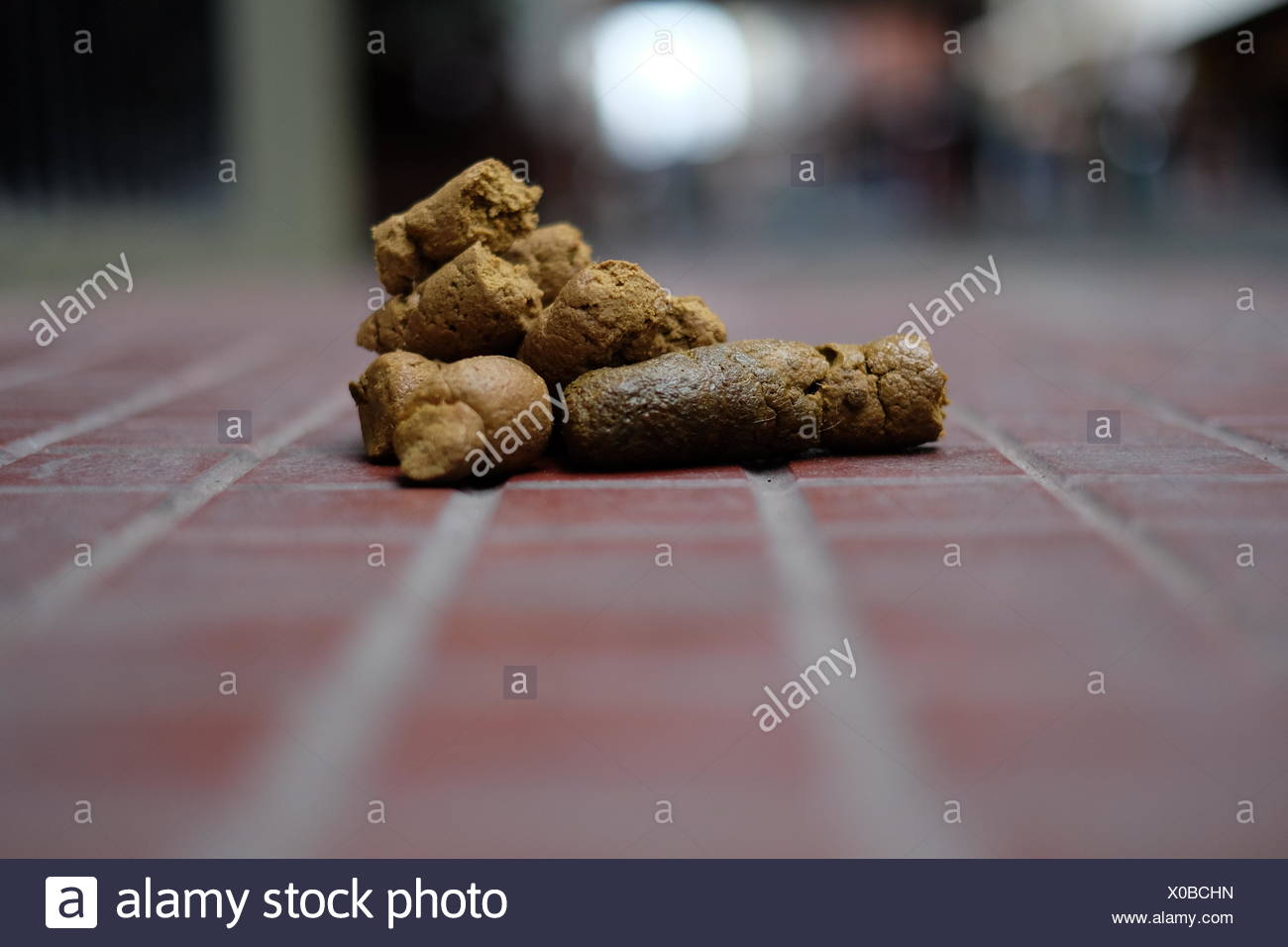 Feces High Resolution Stock Photography and Images - Alamy