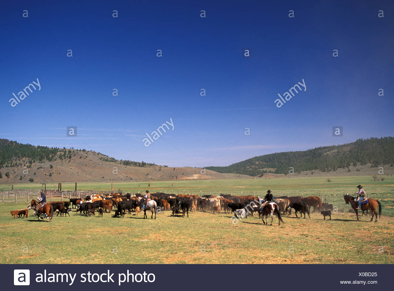 Cowboys Herding Cattle High Resolution Stock Photography and Images - Alamy