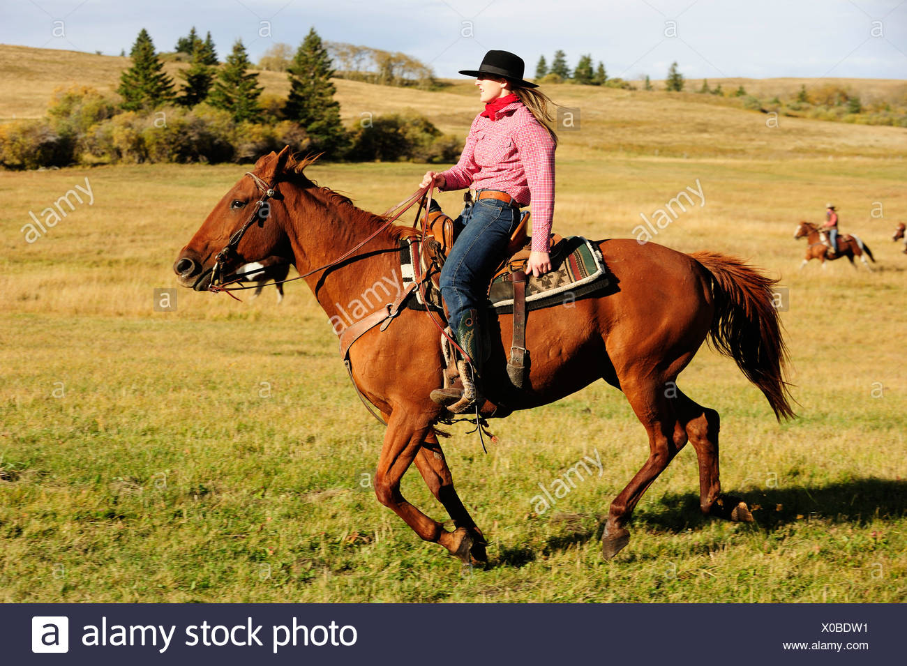 Cowboy Driving Horses High Resolution Stock Photography and Images - Alamy