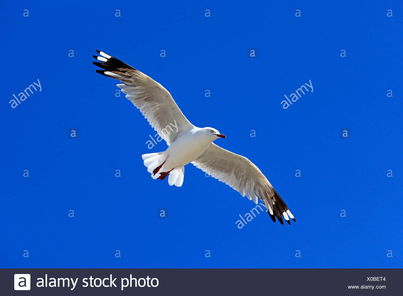 Silver Gull High Resolution Stock Photography and Images - Alamy