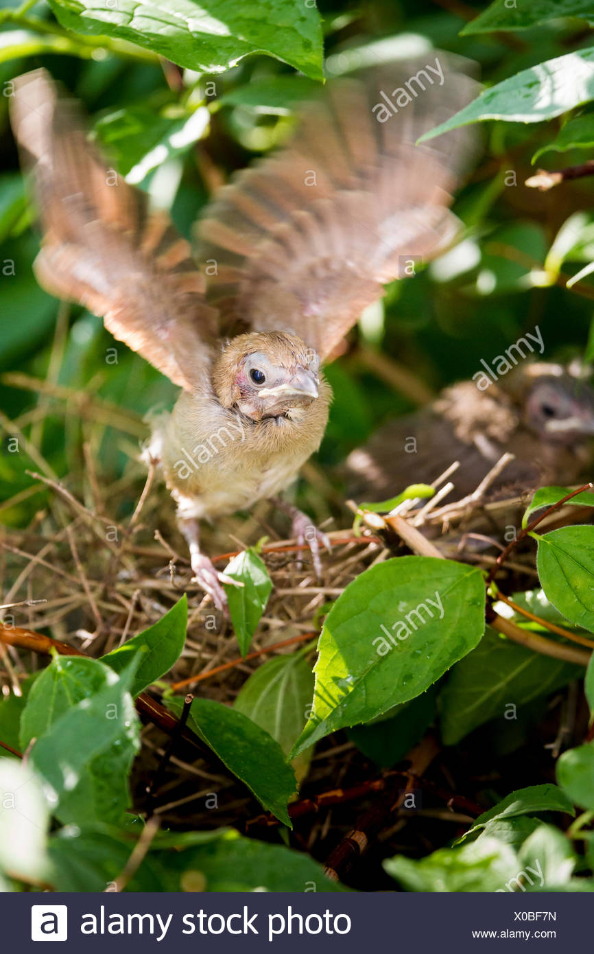 Cardinal Nest High Resolution Stock Photography and Images - Alamy