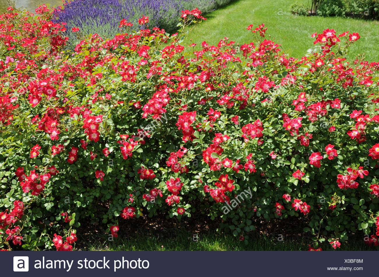 Ground Cover Roses Stock Photos & Ground Cover Roses Stock Images - Alamy