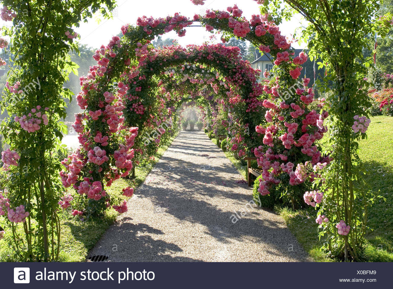 Rose Section High Resolution Stock Photography and Images - Alamy