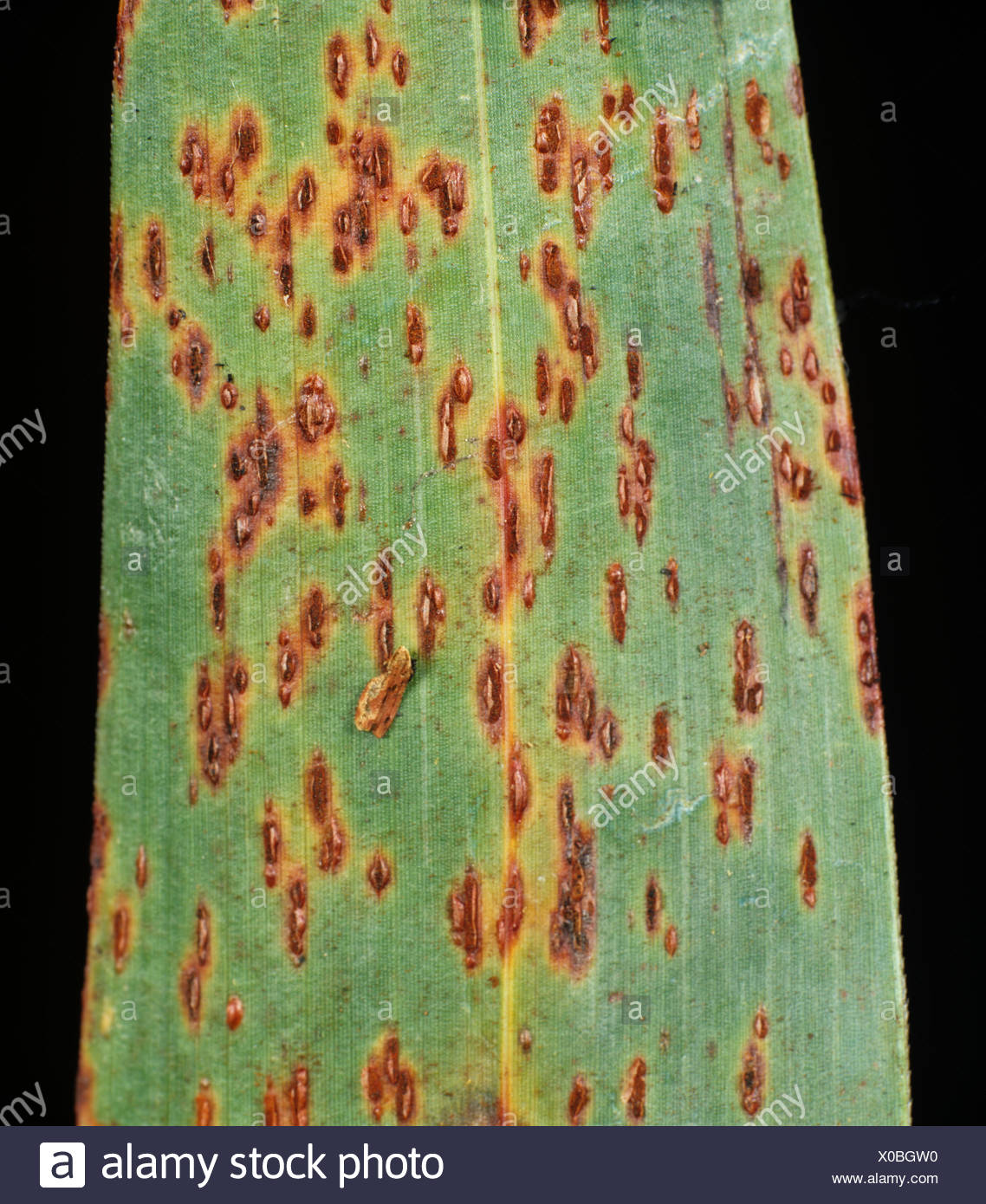 Sorghum Vulgare Stock Photos & Sorghum Vulgare Stock Images - Alamy