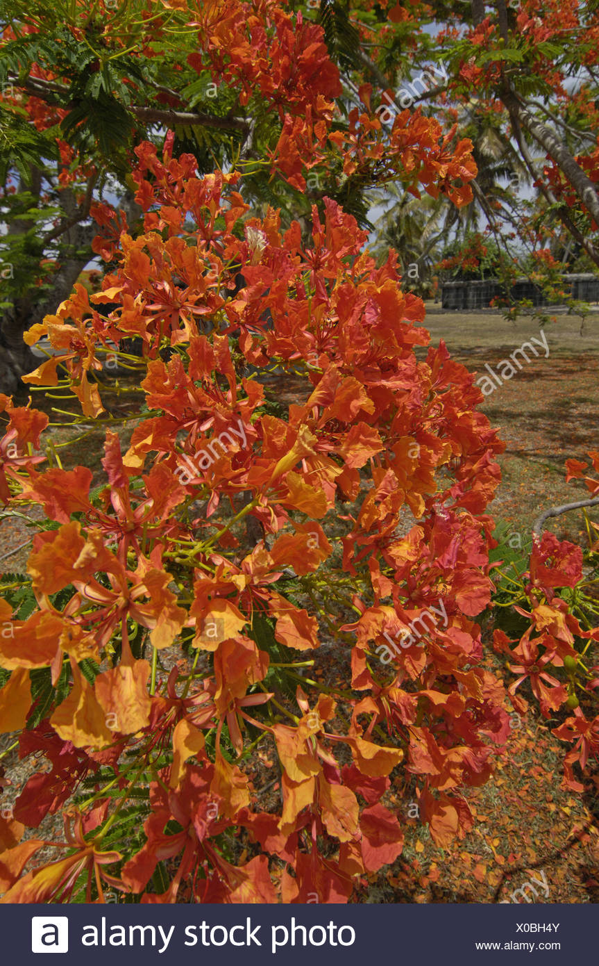 Mauritius Flamboyant Tree Flame Tree High Resolution Stock Photography ...