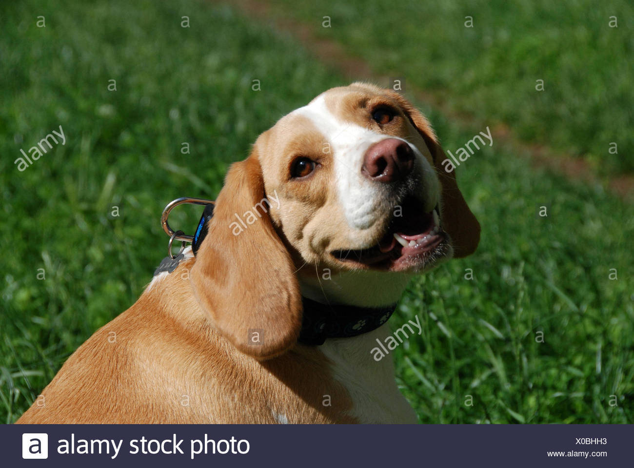 Laughing Dog High Resolution Stock Photography and Images - Alamy