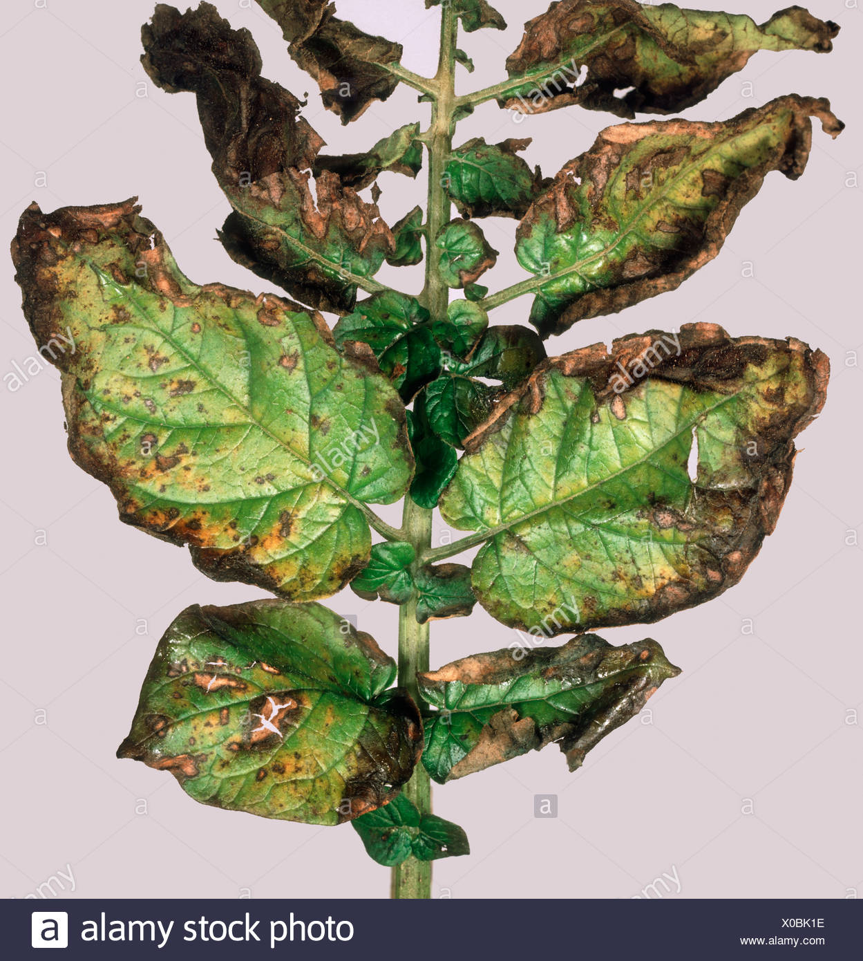 Potassium Deficiency High Resolution Stock Photography and Images - Alamy