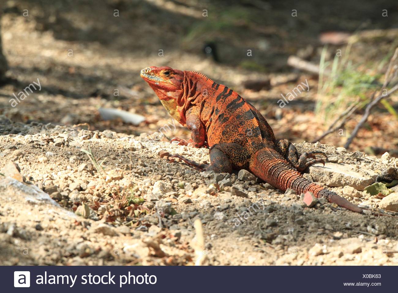 Garrobo High Resolution Stock Photography and Images - Alamy