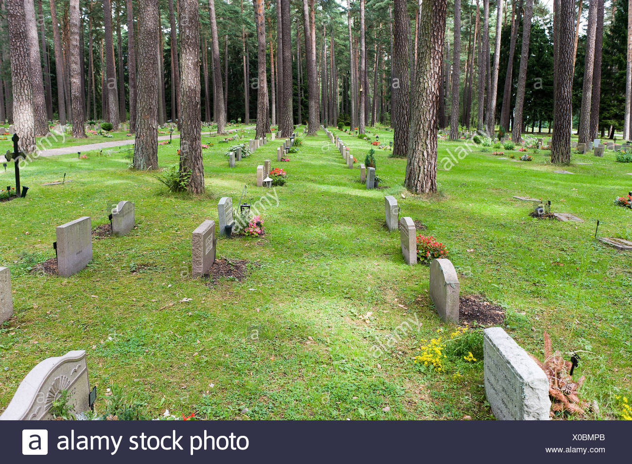 Many Trees High Resolution Stock Photography and Images - Alamy