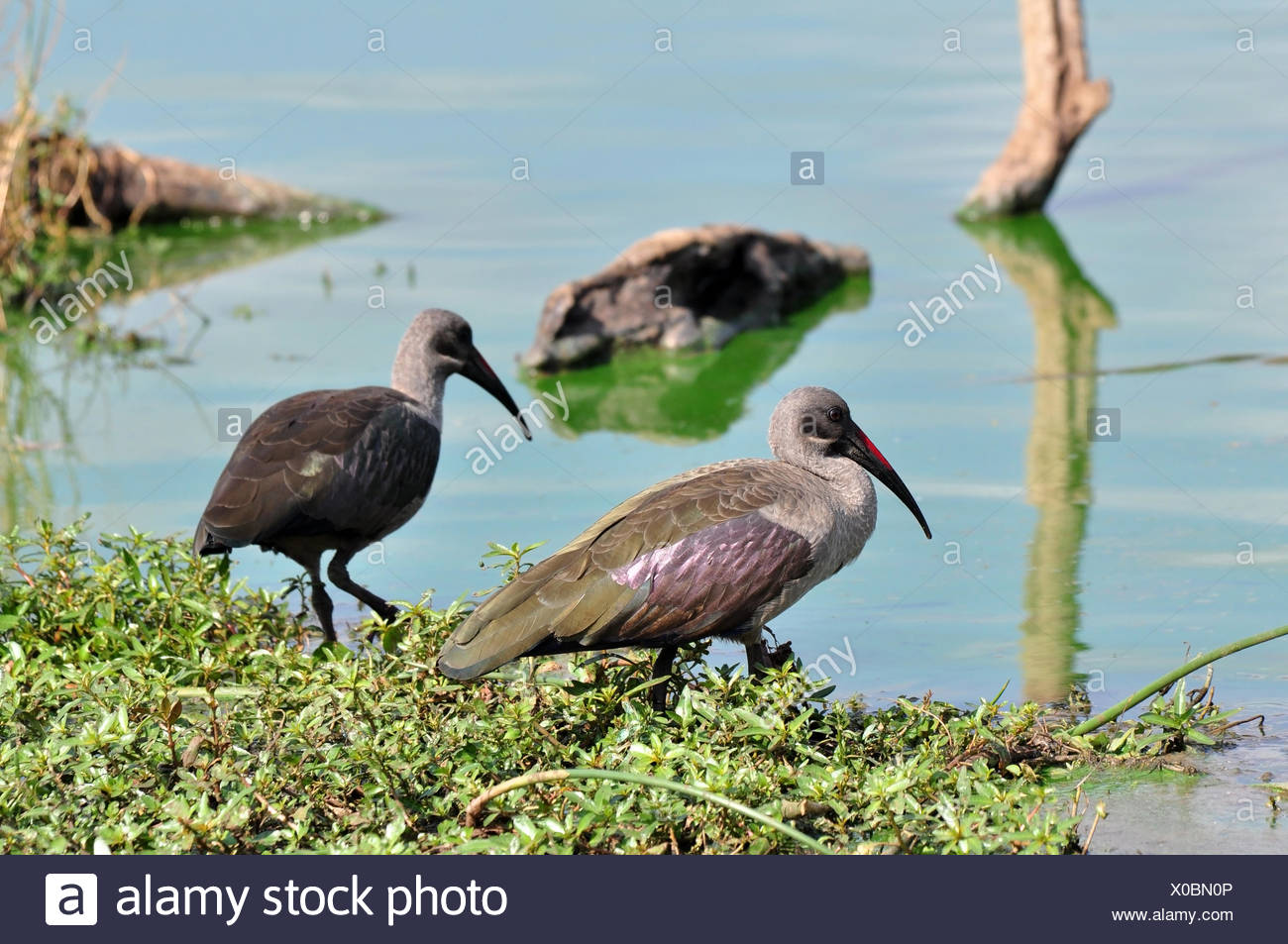 Hadida High Resolution Stock Photography and Images - Alamy