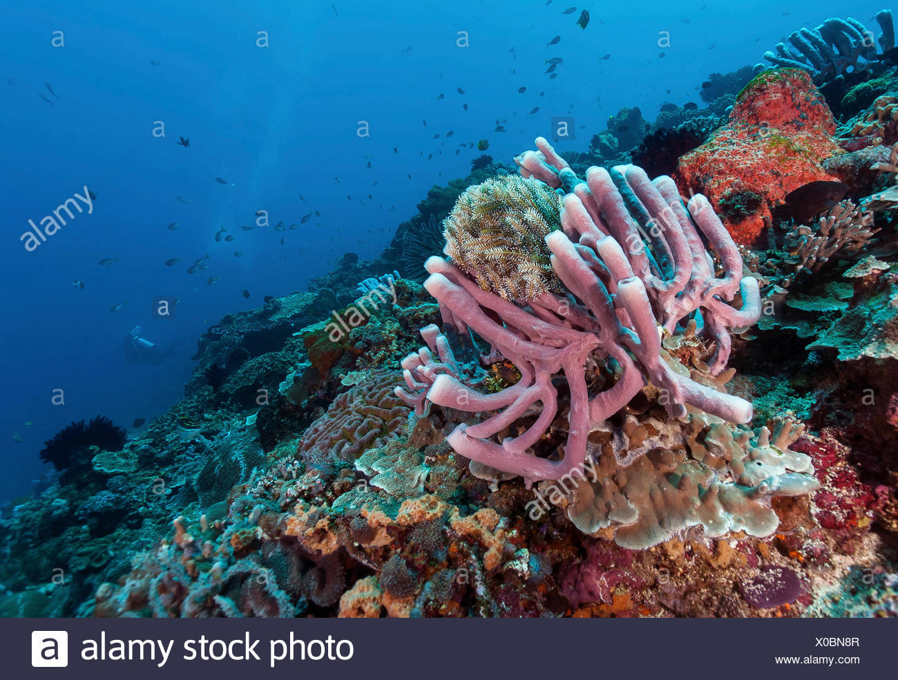 Haliclona High Resolution Stock Photography and Images - Alamy