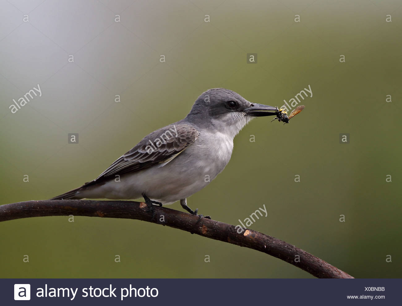 Grey Kingbirds High Resolution Stock Photography and Images - Alamy