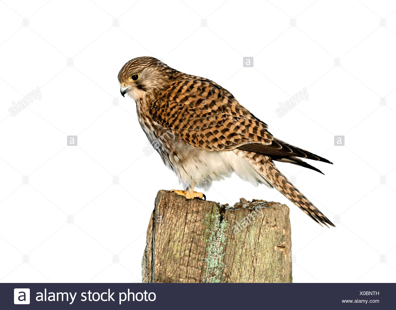 British Kestrel High Resolution Stock Photography and Images - Alamy