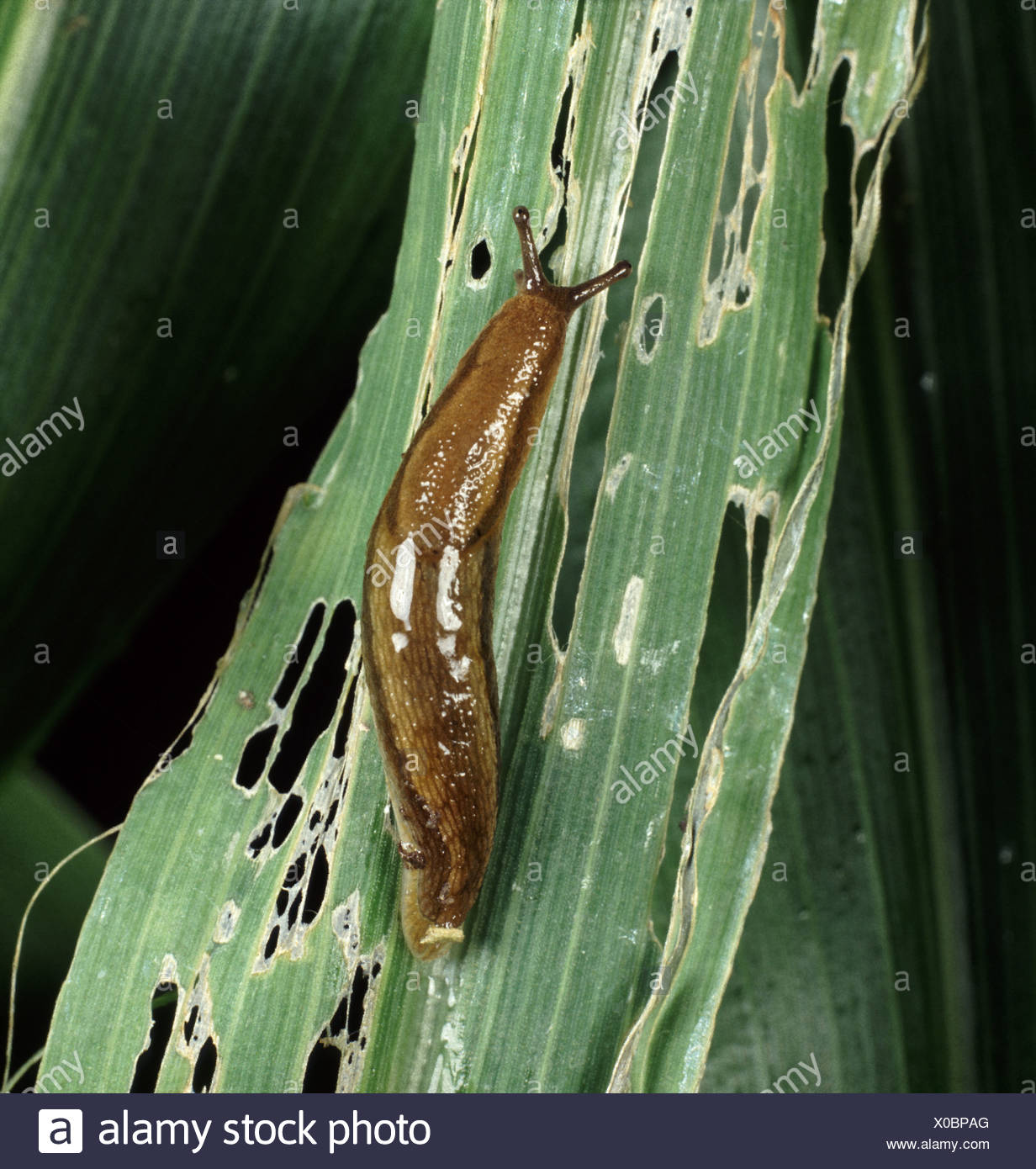 Slug Damage Stock Photos & Slug Damage Stock Images - Alamy
