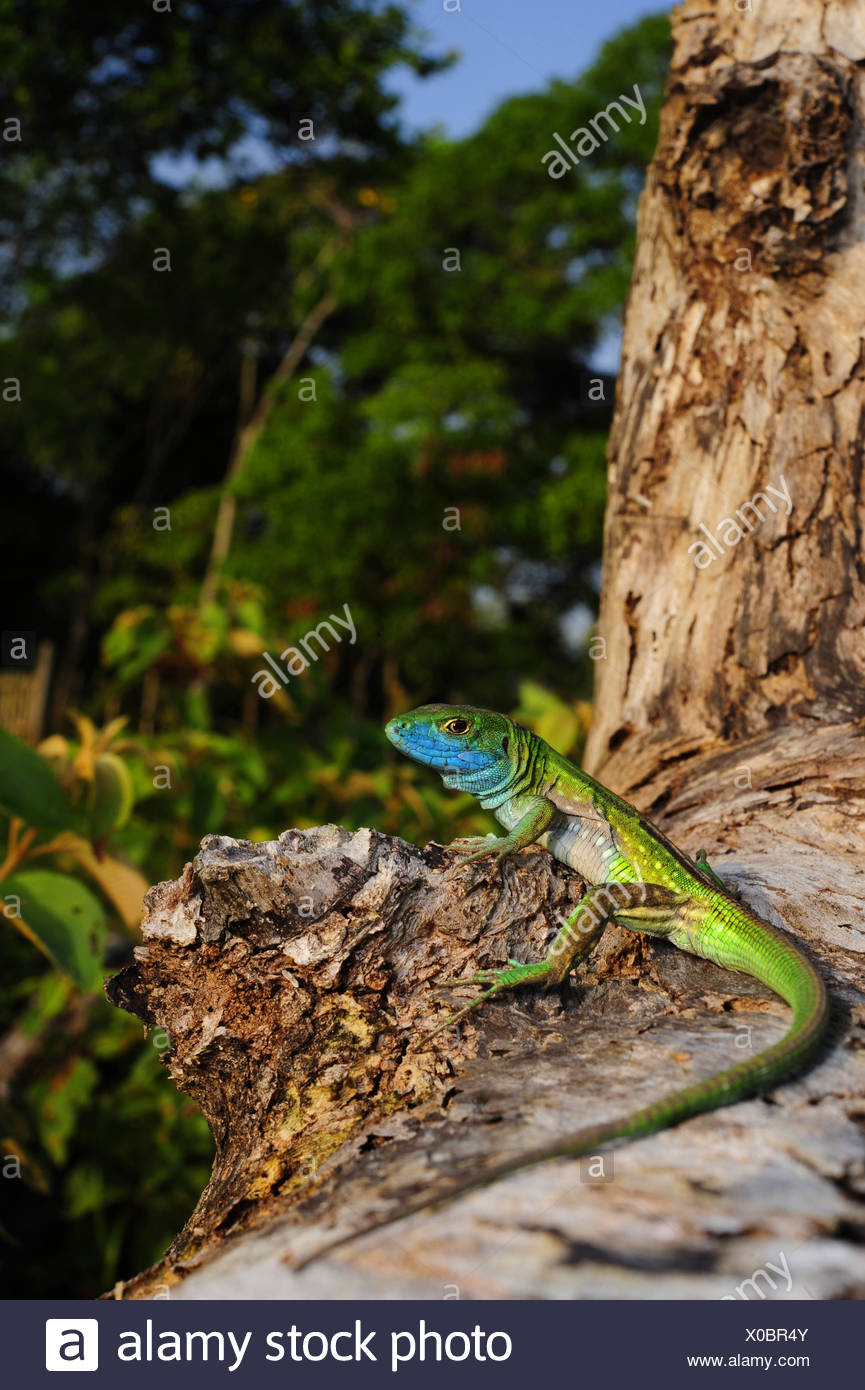 Lemniscatus High Resolution Stock Photography and Images - Alamy