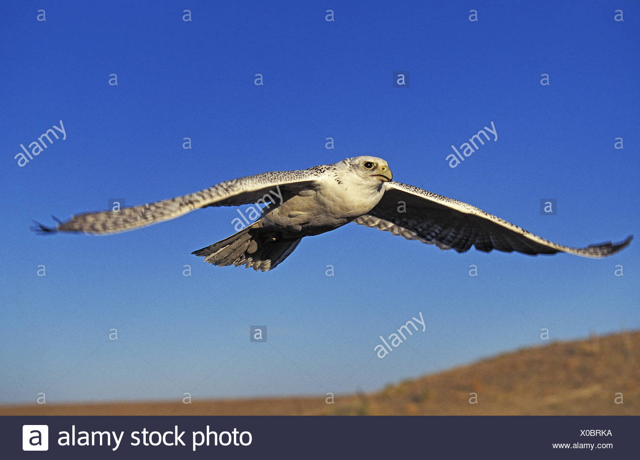 Gyrfalcon Image High Resolution Stock Photography and Images - Alamy