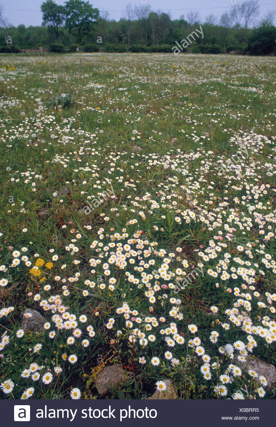 Phanerogams And Herbs High Resolution Stock Photography and Images - Alamy