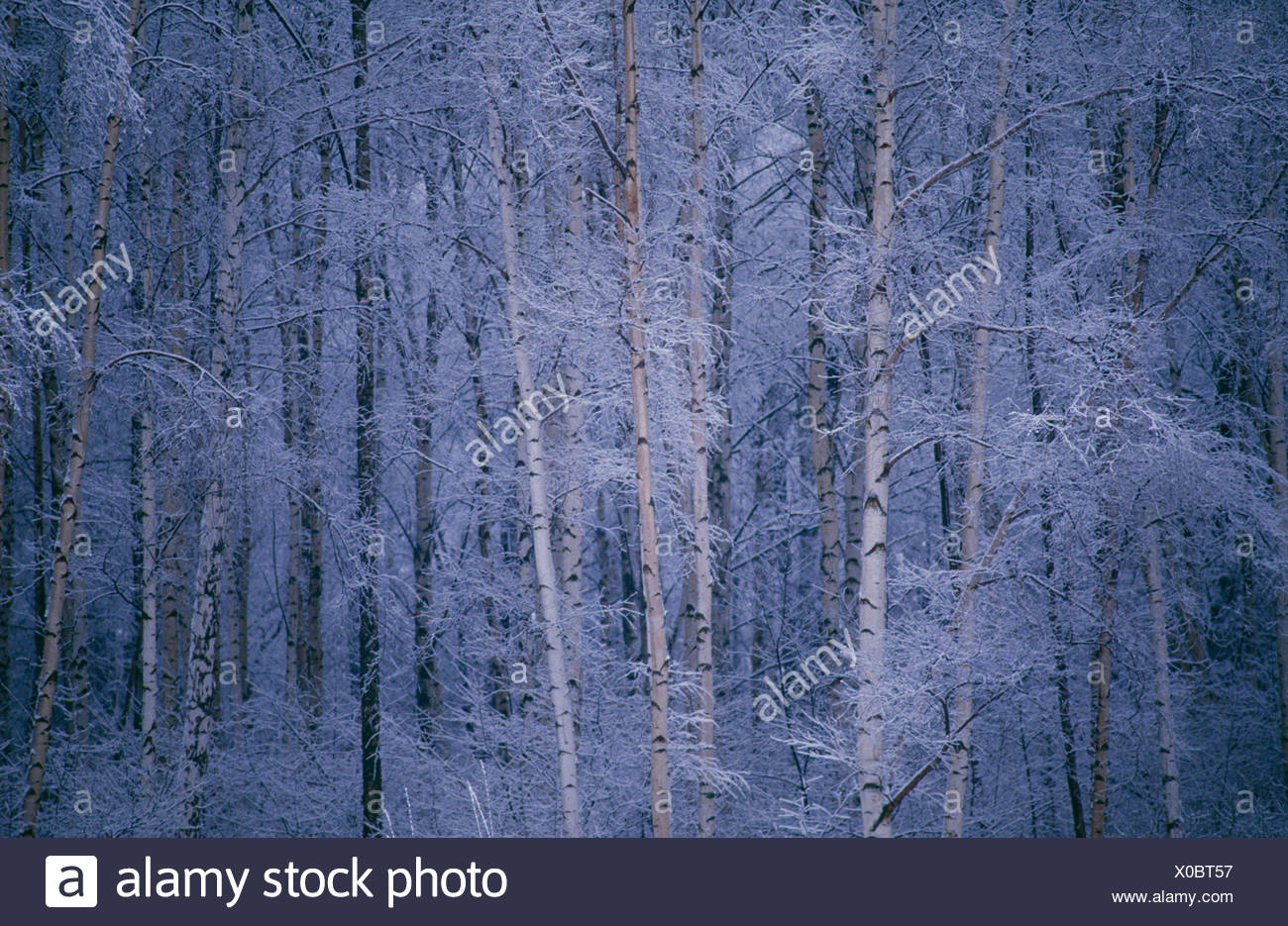 Deciduous Forests Stock Photos & Deciduous Forests Stock Images - Alamy