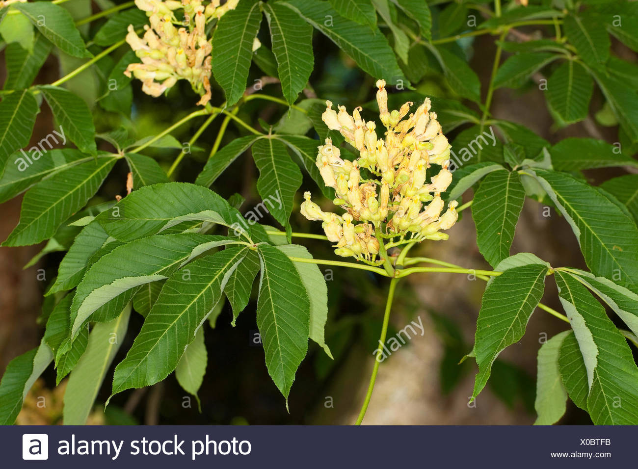 Yellow Buckeye Aesculus Flava High Resolution Stock Photography and ...